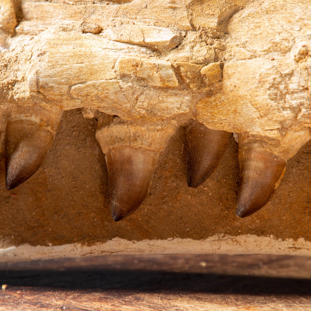 Mascella Fossile Mosasaurus