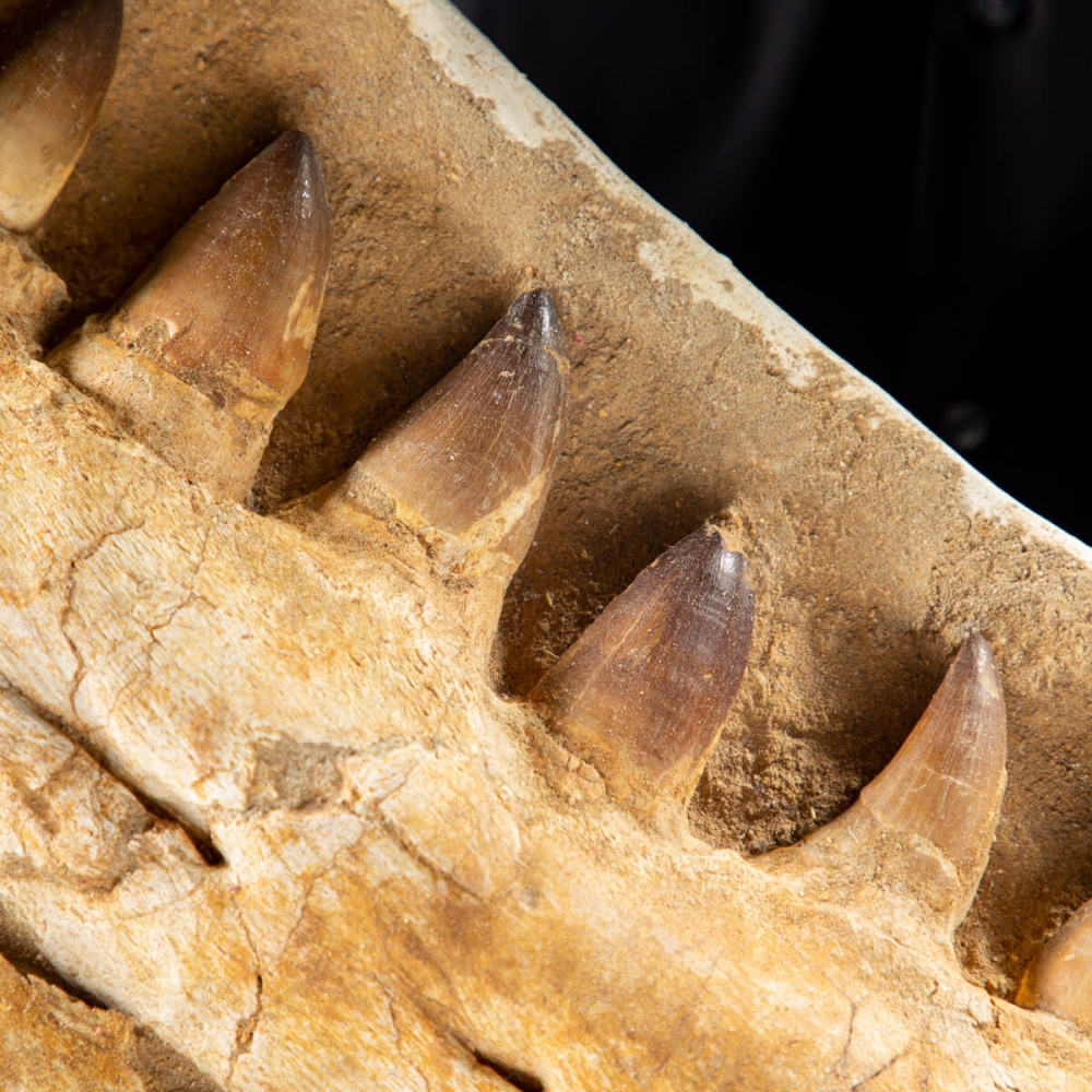 Mascella Fossile Mosasaurus
