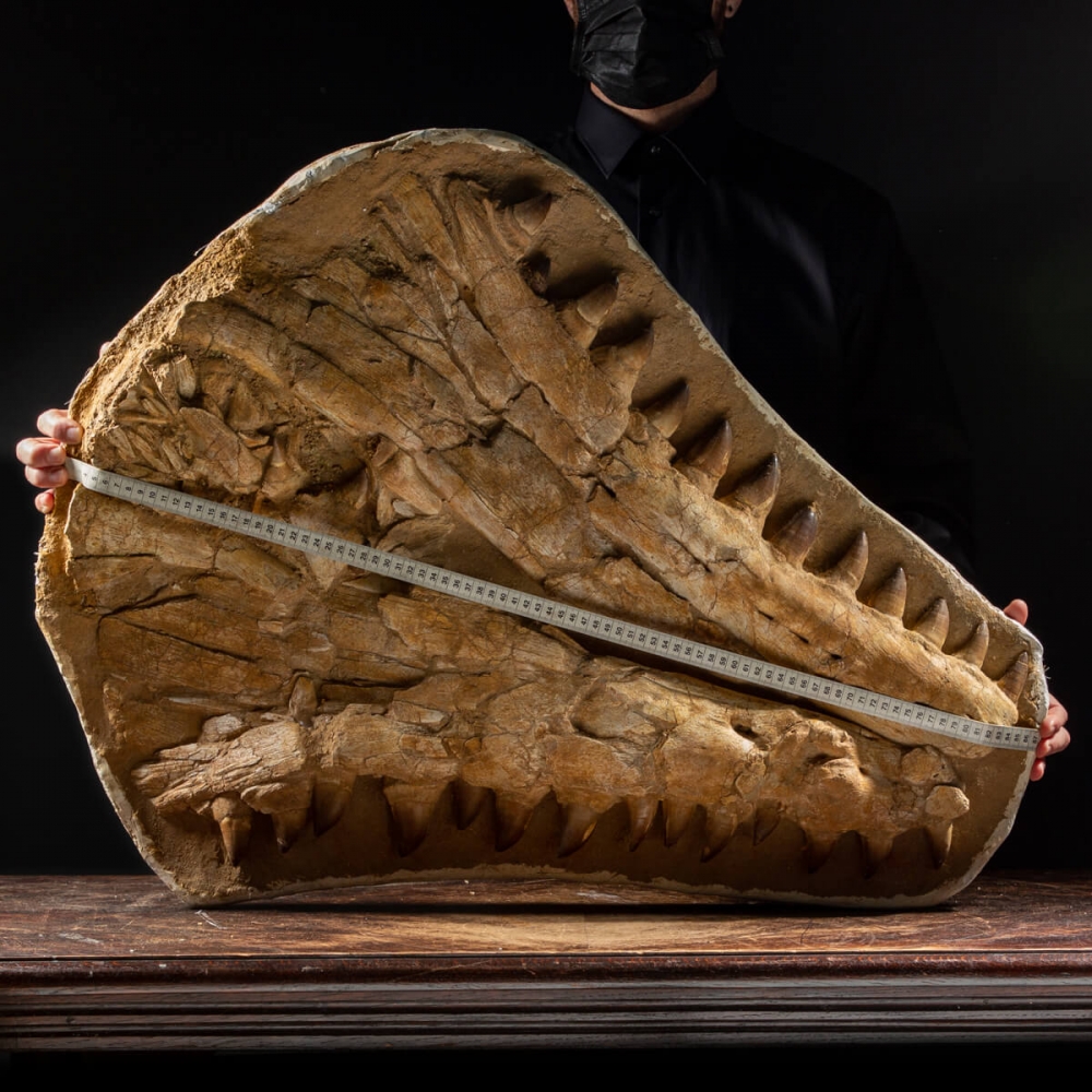 Mascella Fossile Mosasaurus