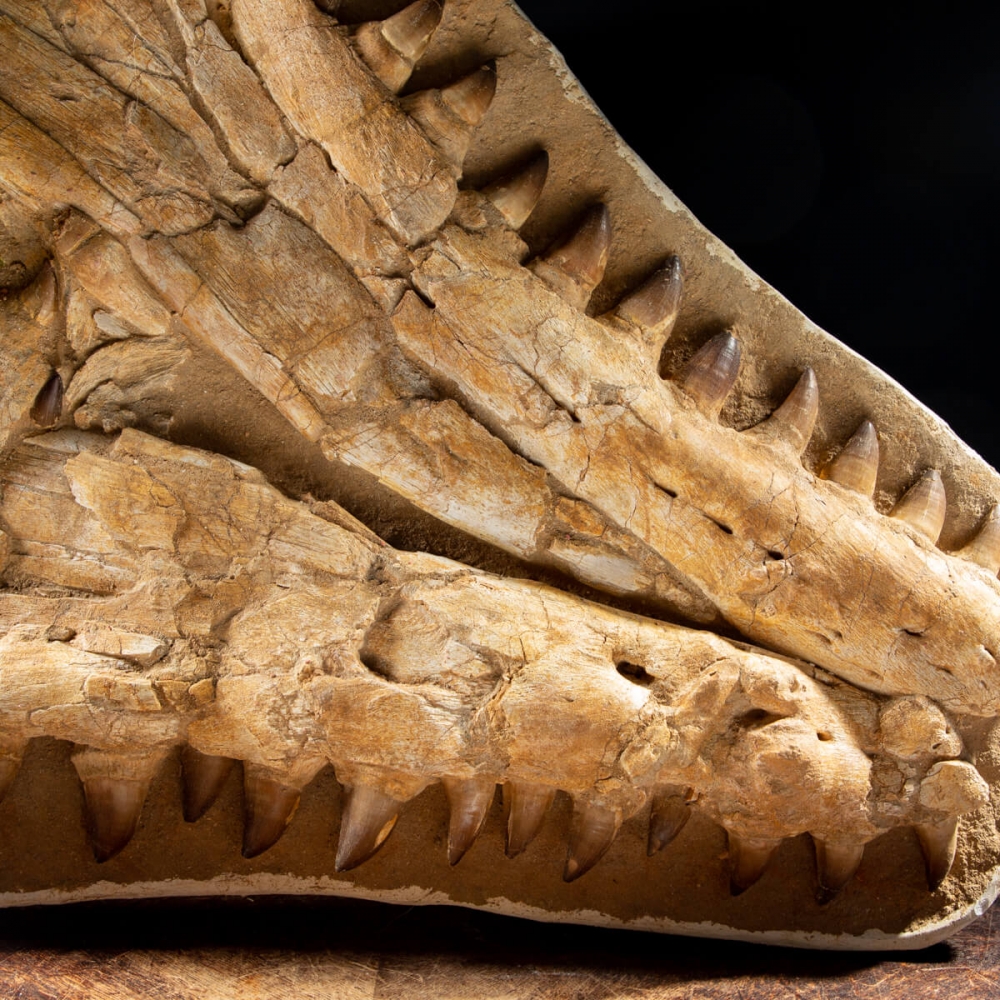 Mascella Fossile Mosasaurus