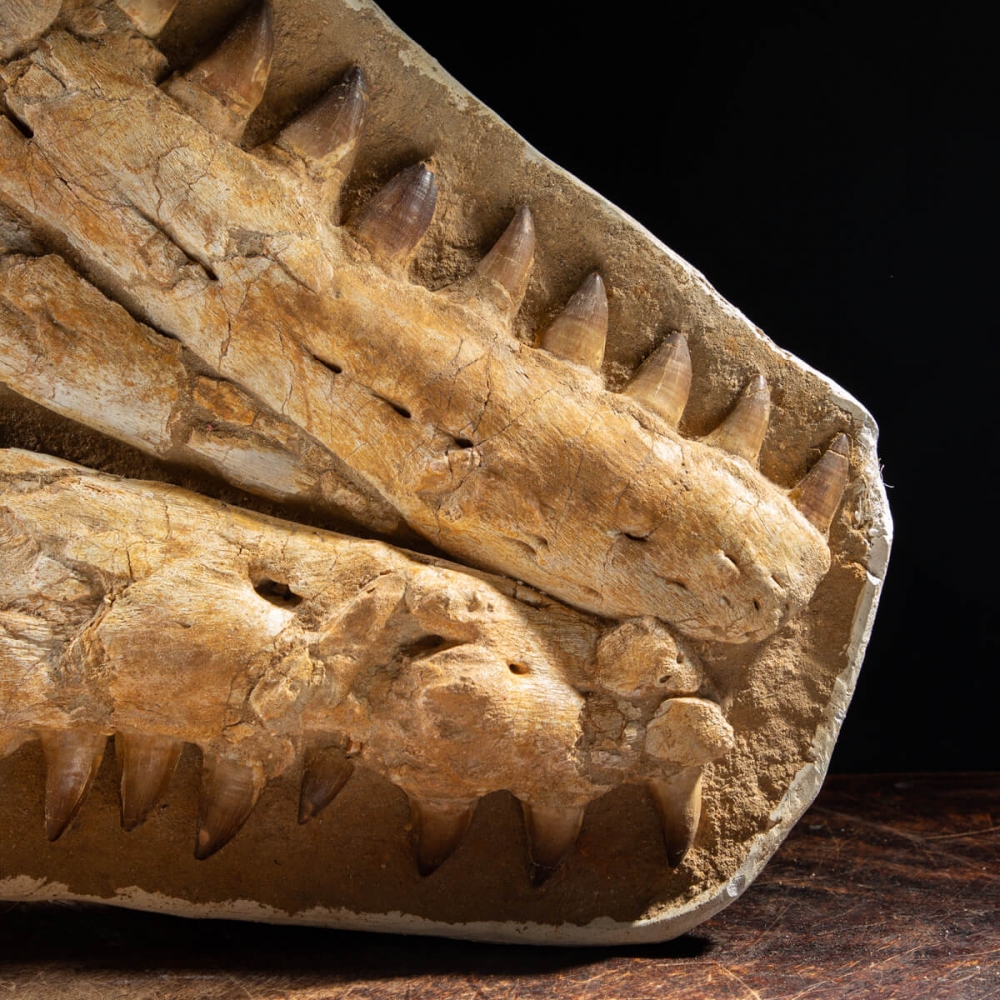 Mascella Fossile Mosasaurus