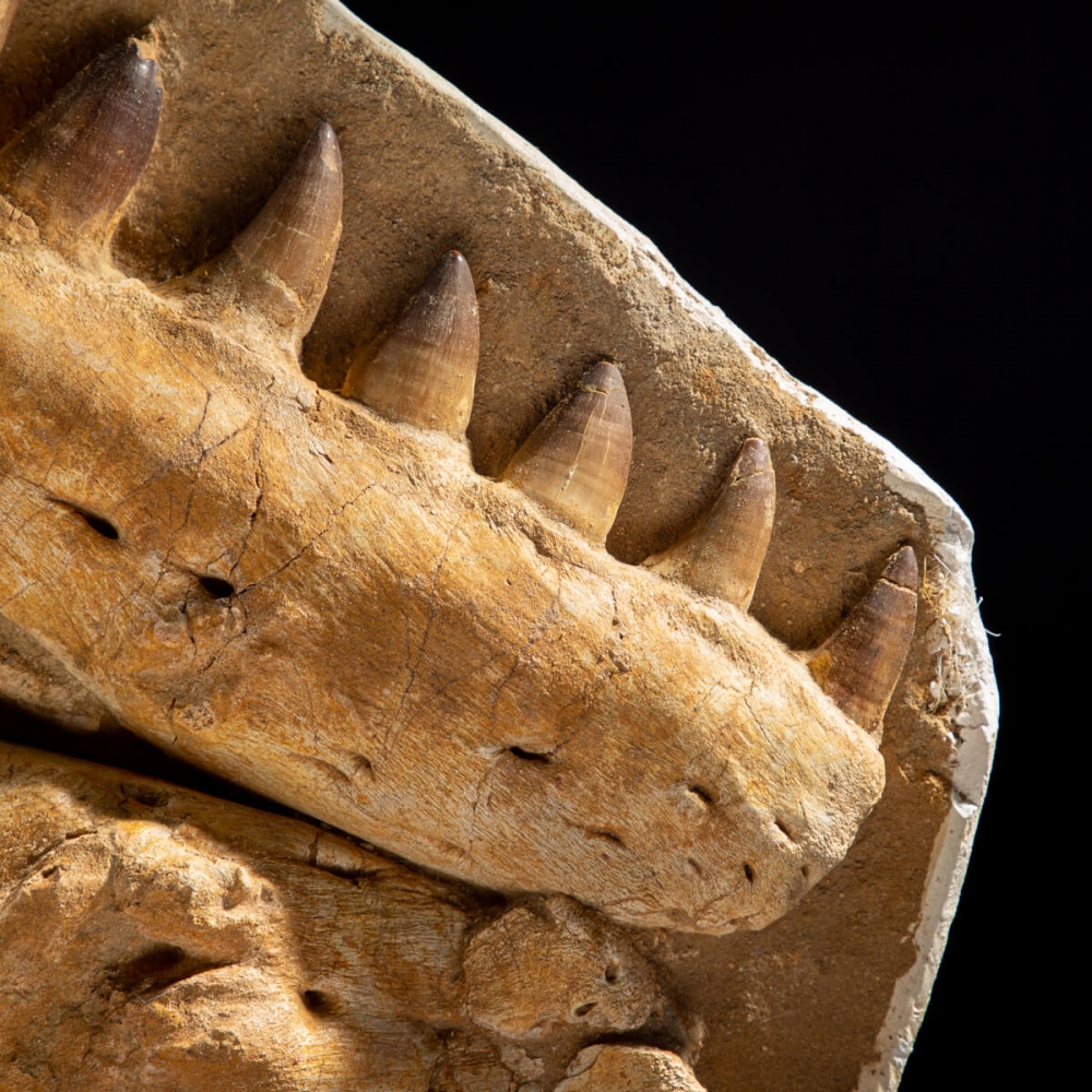 Mascella Fossile Mosasaurus