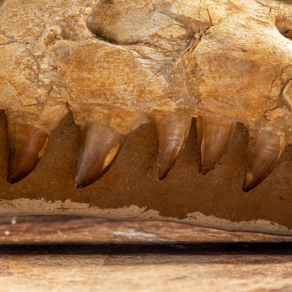 Mascella Fossile Mosasaurus