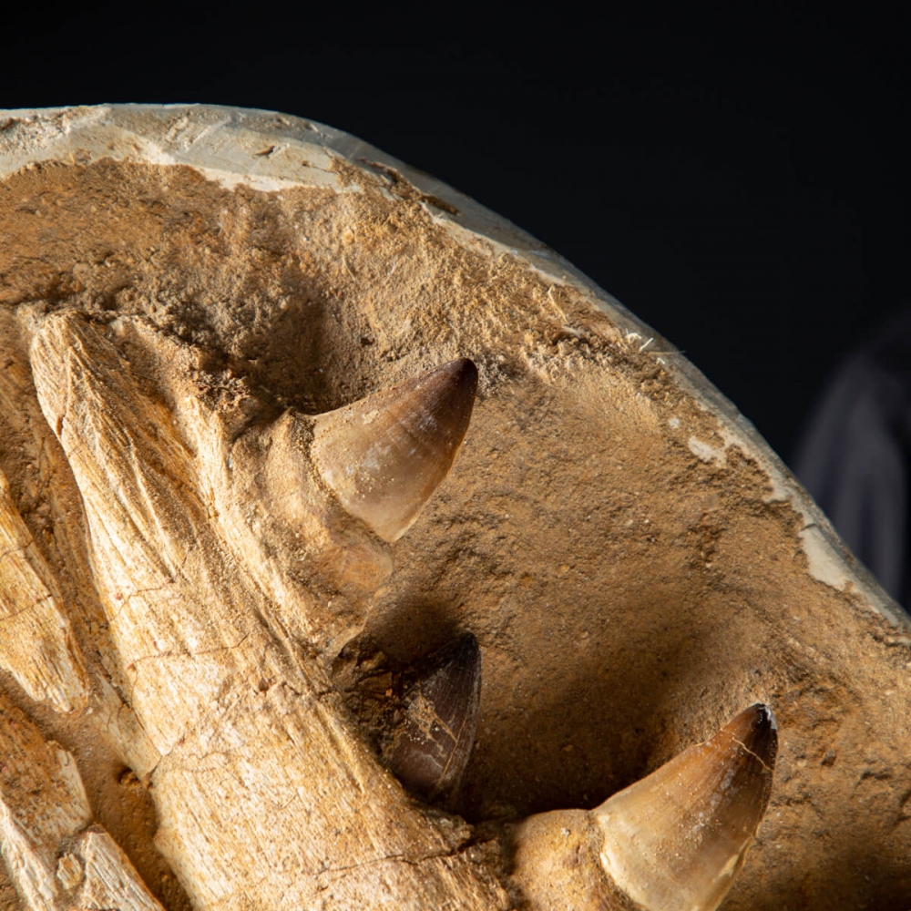 Mascella Fossile Mosasaurus