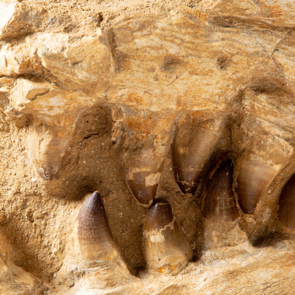 Mascella Fossile Mosasaurus