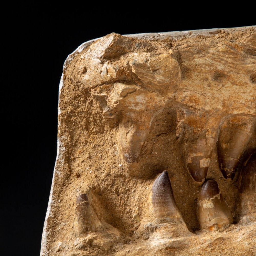 Mascella Fossile Mosasaurus
