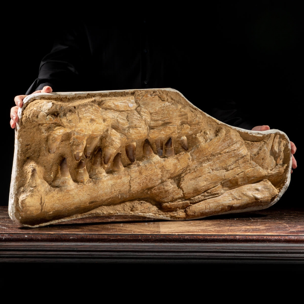 Mascella Fossile Mosasaurus