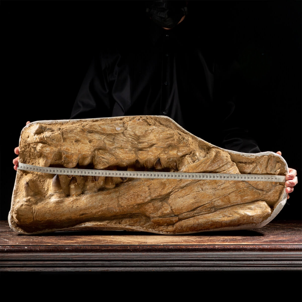 Mascella Fossile Mosasaurus