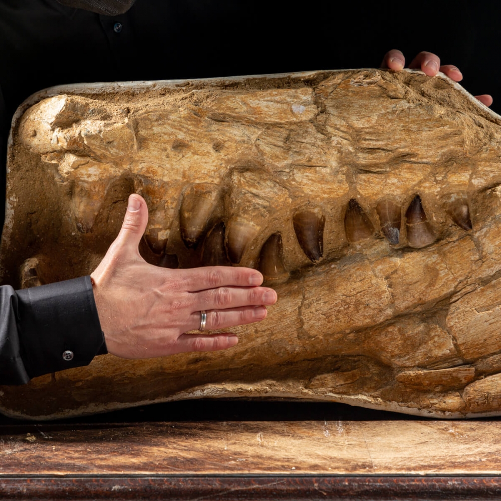 Mascella Fossile Mosasaurus