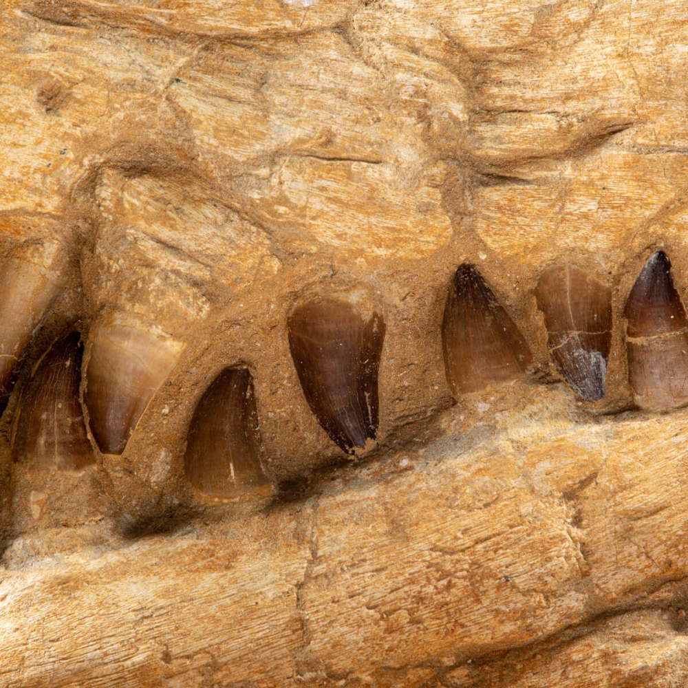 Mascella Fossile Mosasaurus