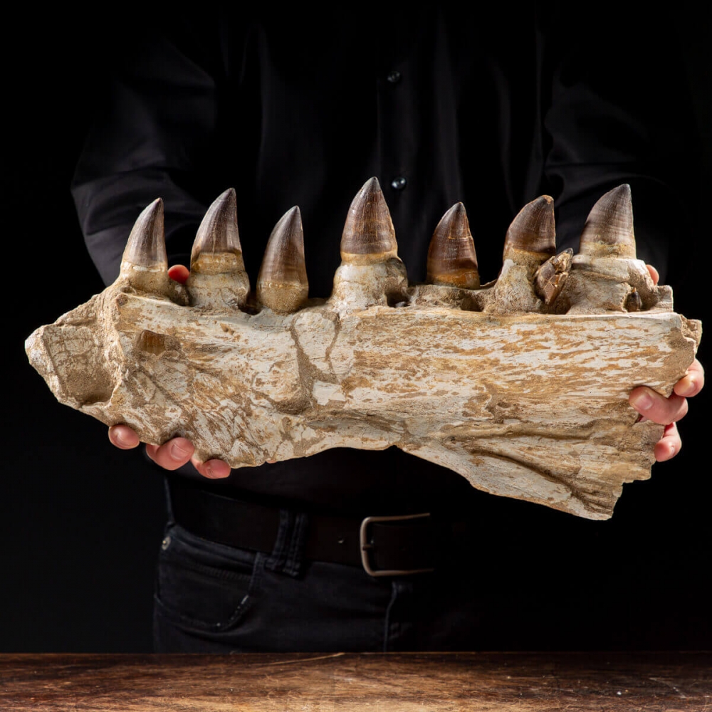 Mascella Mosasaurus