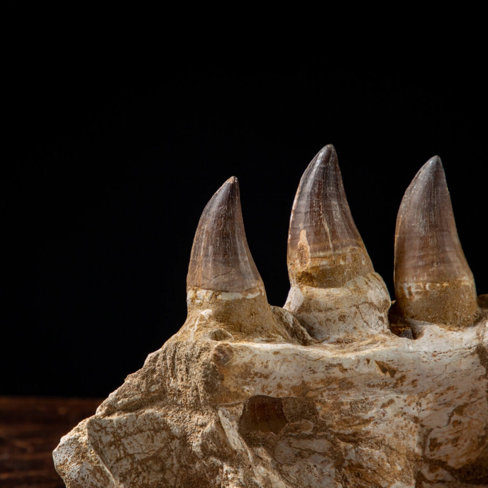 Mascella Mosasaurus
