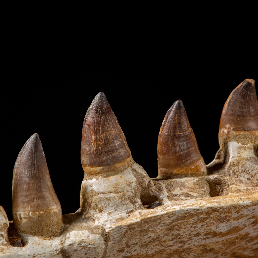 Mascella Mosasaurus