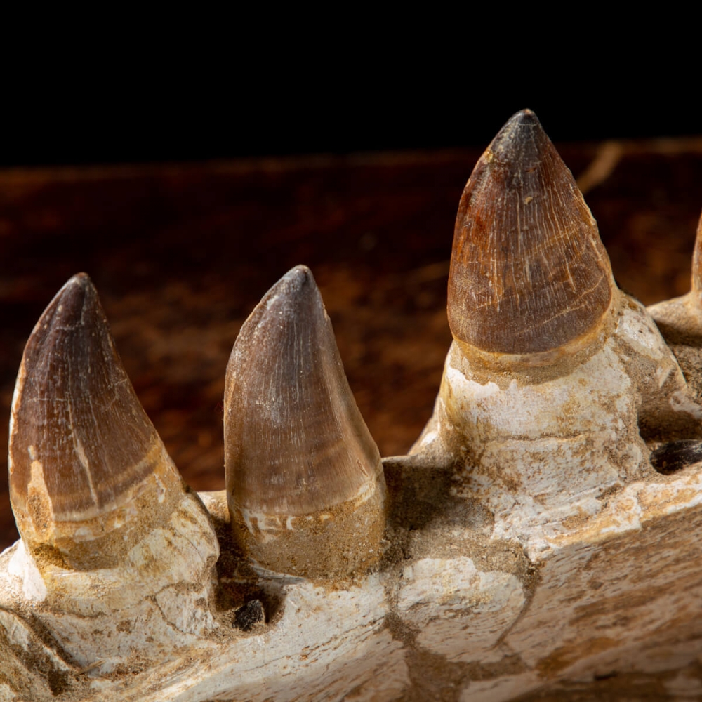 Mascella Mosasaurus
