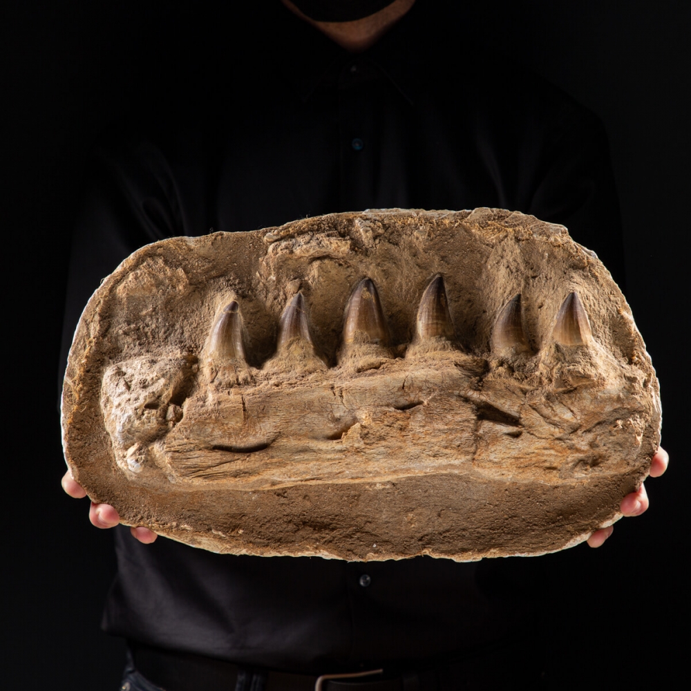 Mascella Fossile Mosasaurus