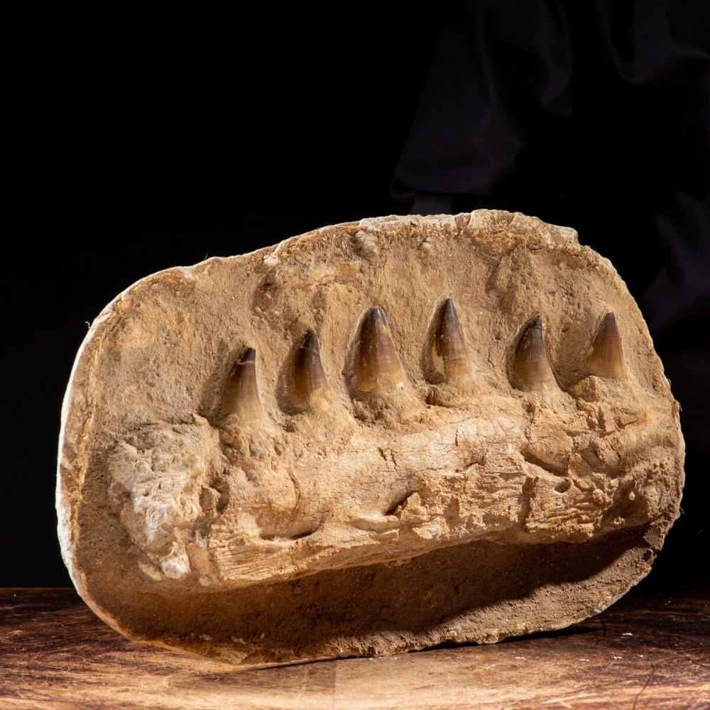 Mascella Fossile Mosasaurus