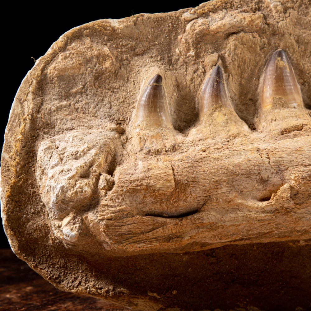 Mascella Fossile Mosasaurus