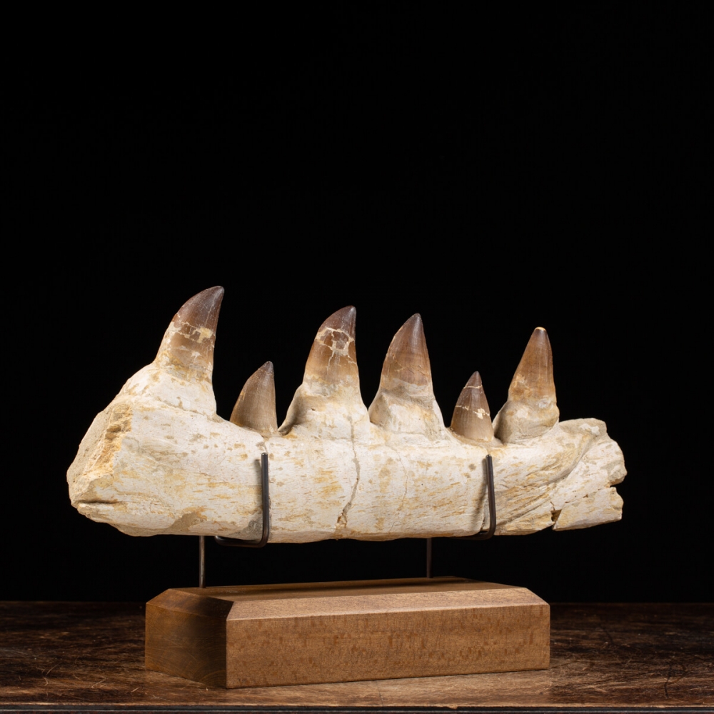 Mascella Mosasaurus