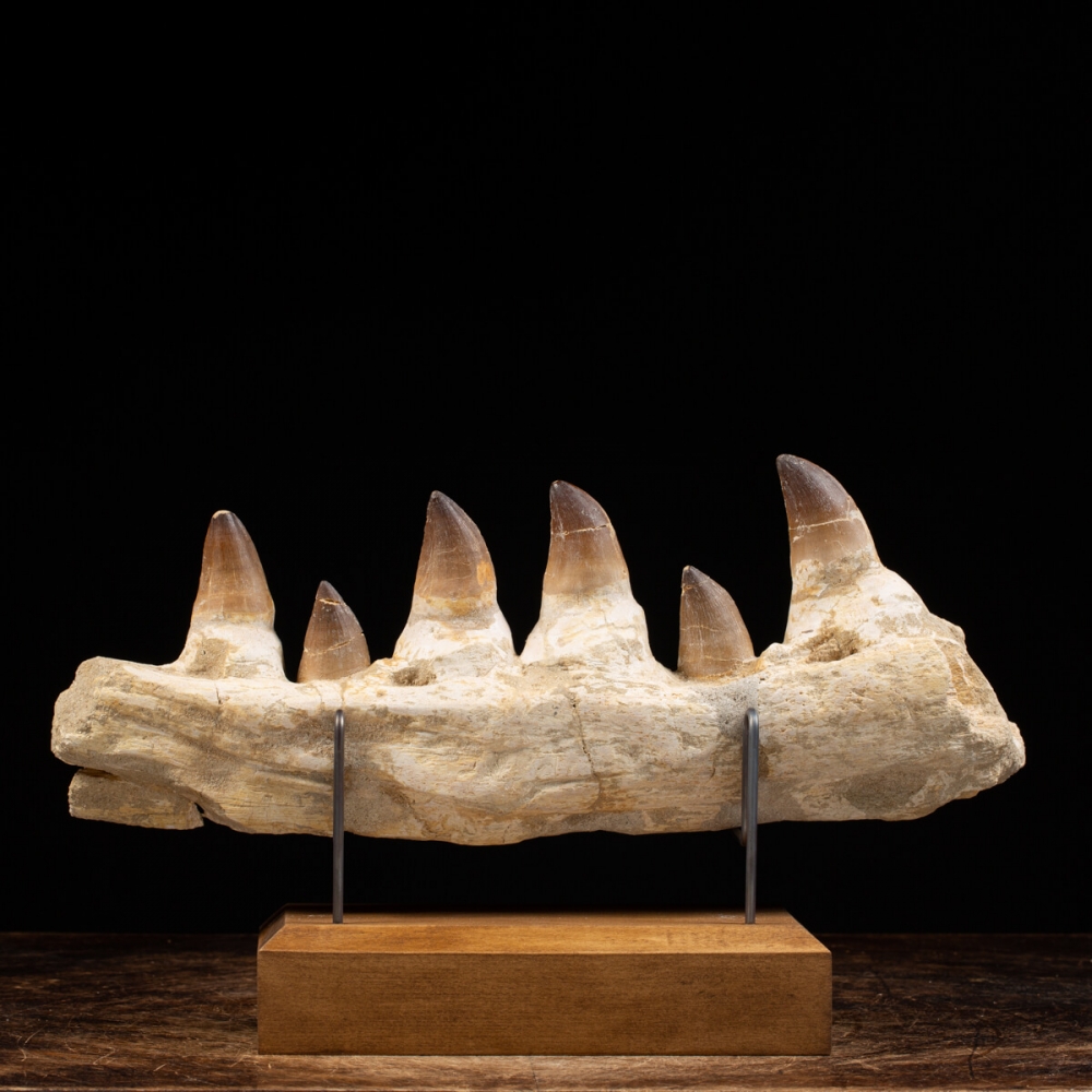 Mascella Mosasaurus