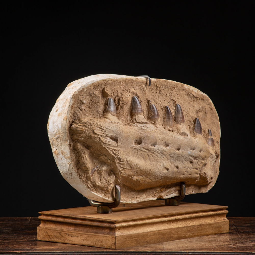 Mascella Fossile Mosasaurus