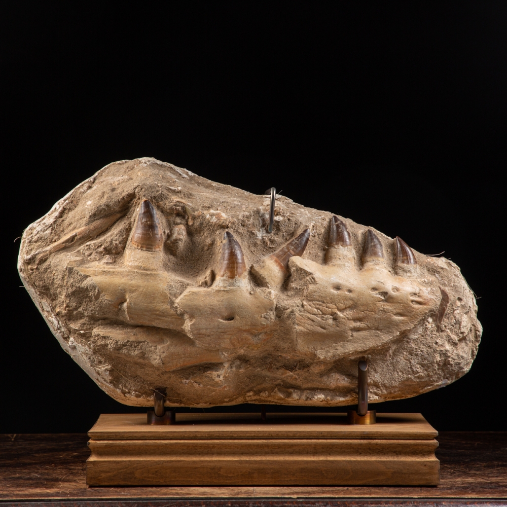 Mascella Fossile Mosasaurus