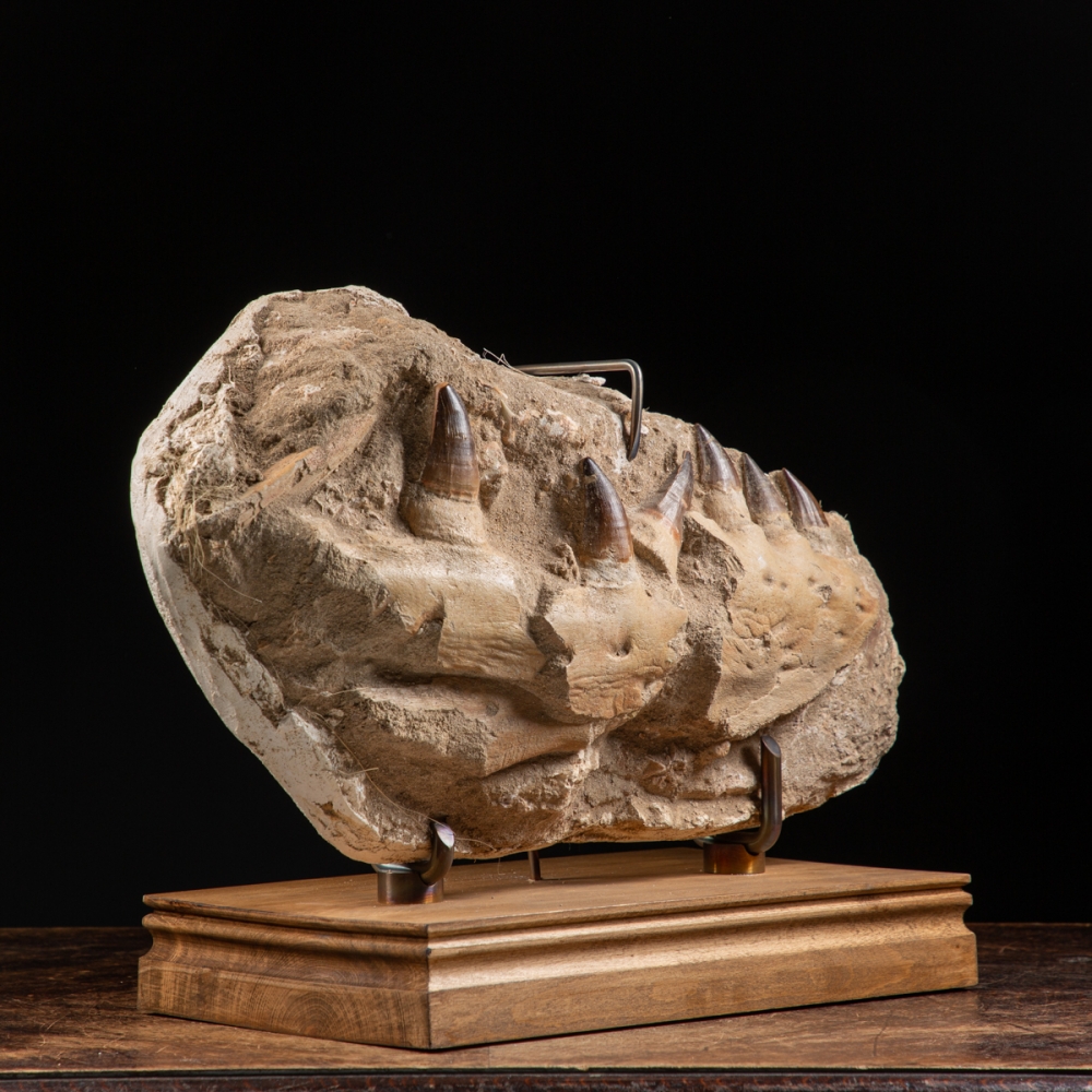 Mascella Fossile Mosasaurus