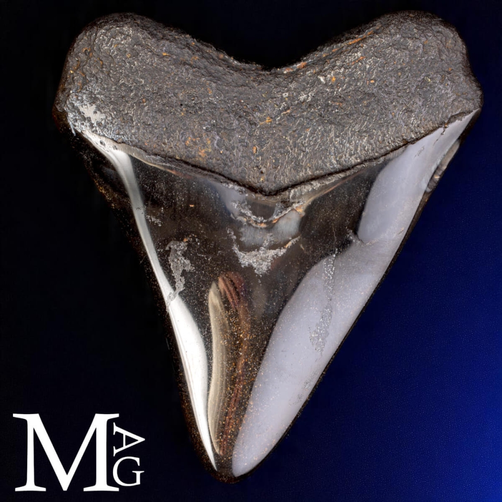 Megalodon Fossil Tooth – North Carolina - MEG-03