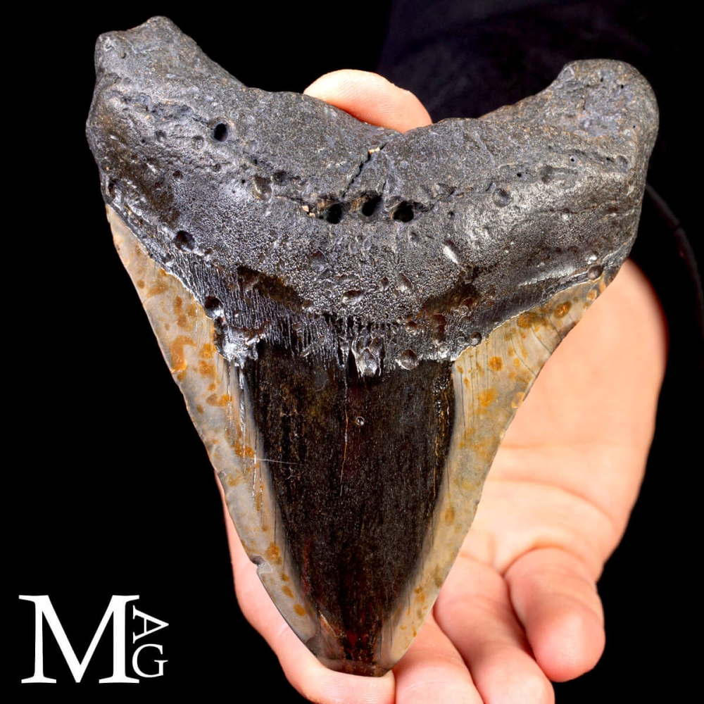 Fossil Tooth of Megalodon - MEG-05
