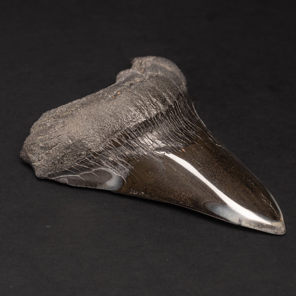 Megalodon Fossil Tooth: Otodus Megalodon Miocene Era. - MG-30