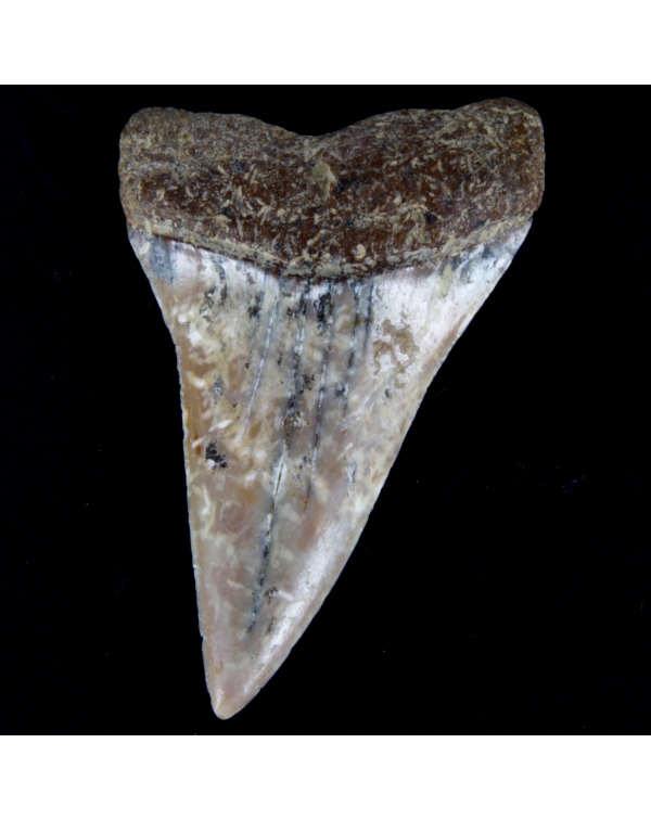 Shark teeth - Mako Hastalis