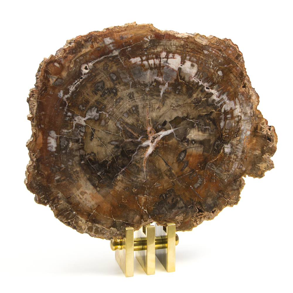 Fossiles Holz mit Messingdisplay