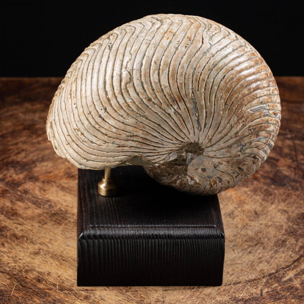 Fossiles Nautiloid - Cymatoceras - NCP-01