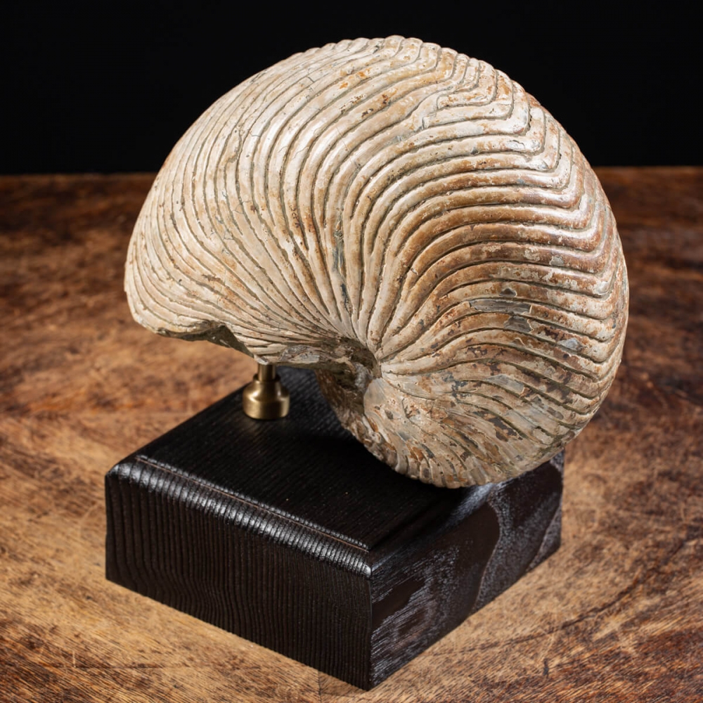 Fossiles Nautiloid - Cymatoceras - NCP-01