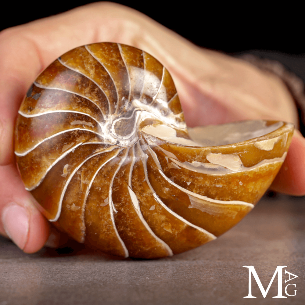 Fossil Nautilus – Aragonite