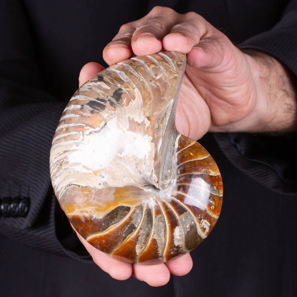 Fossiler Nautilus - Cymatoceras-Arten