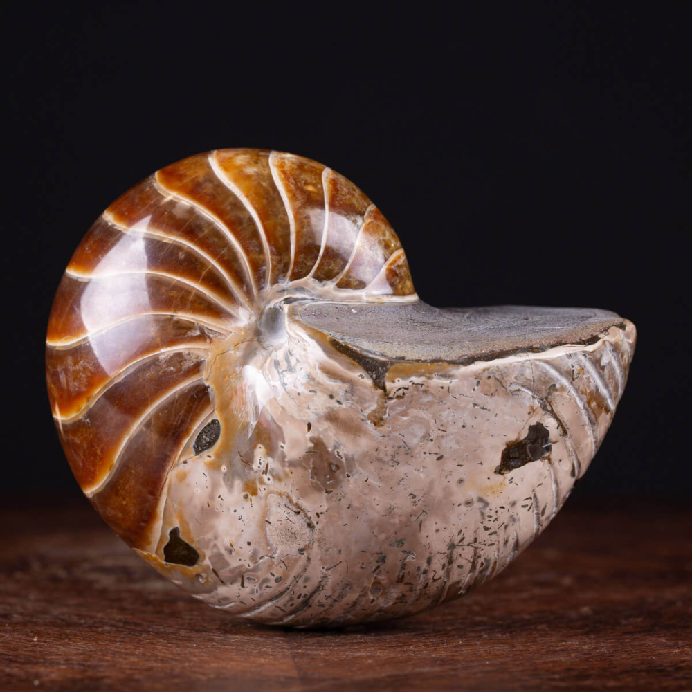 Fossile Nautilus - Espèce de Cymatoceras