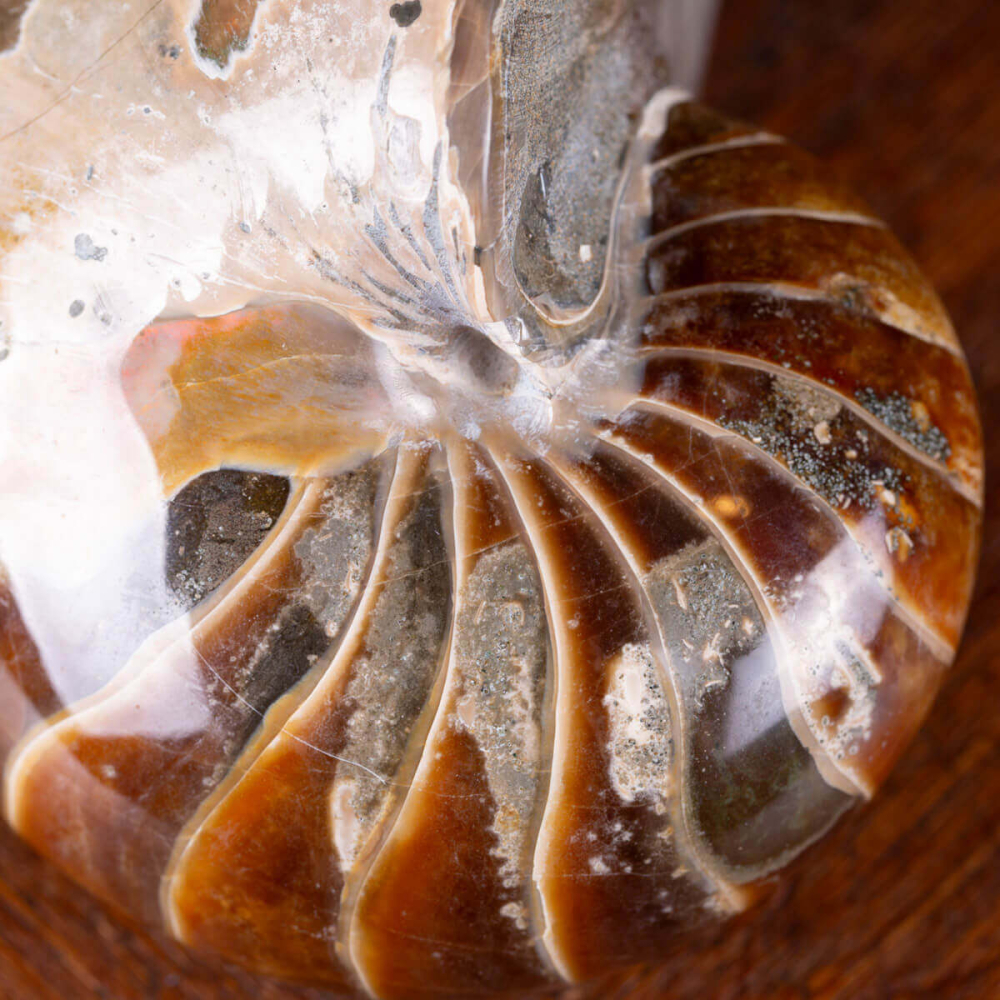 Nautilus fossile - Cymatoceras specie