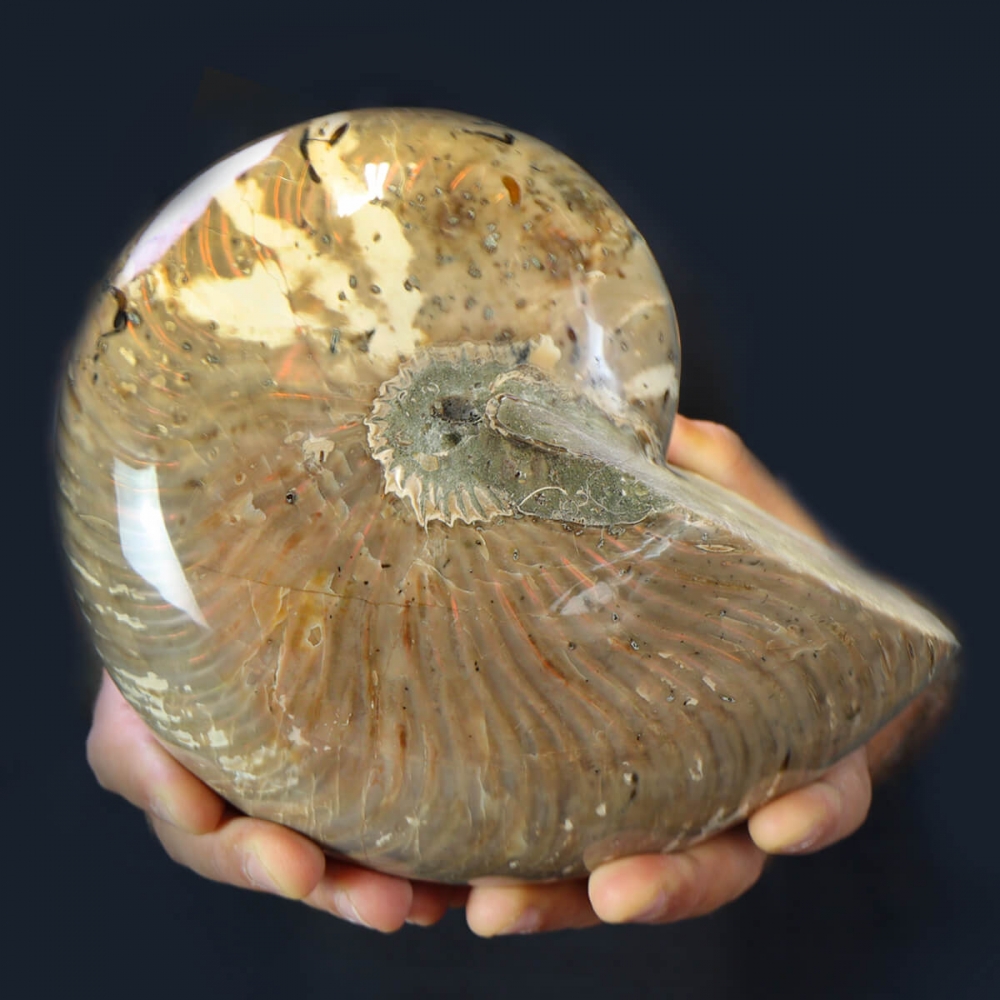 Fossiles Nautiloid