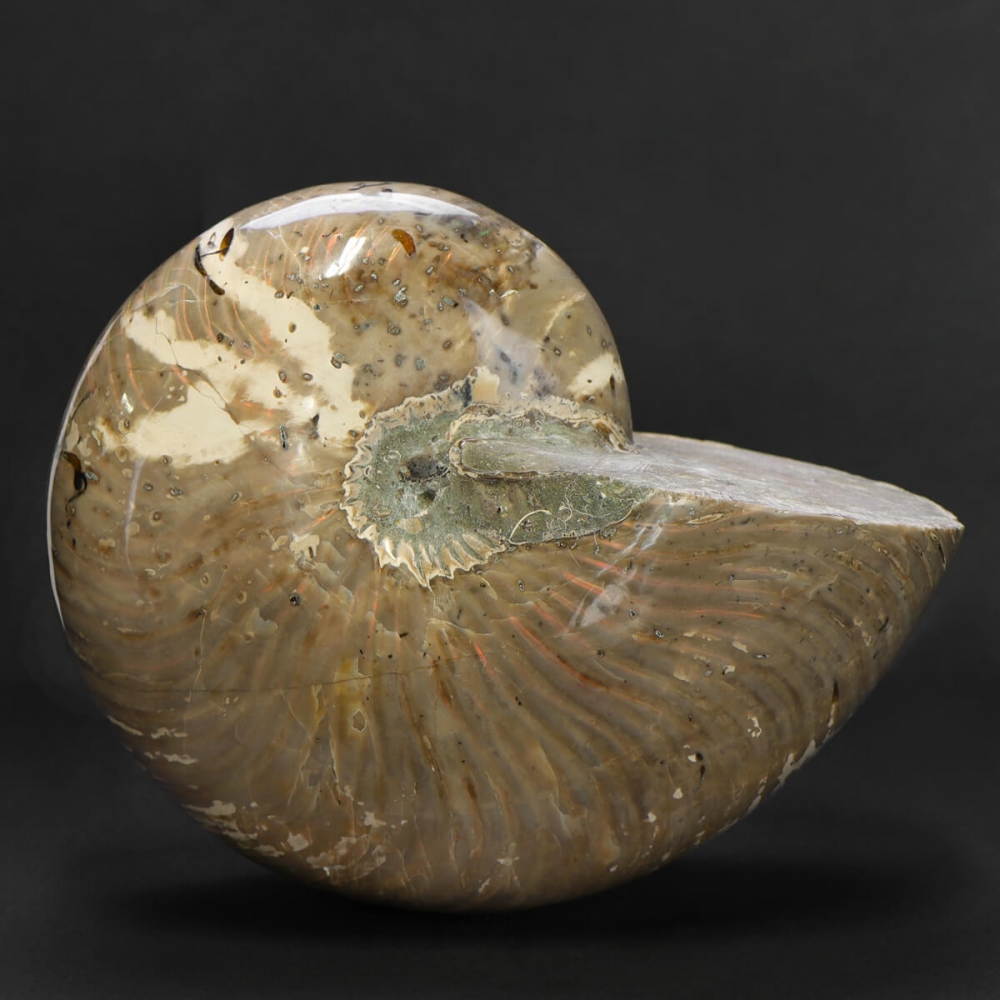 Fossiles Nautiloid