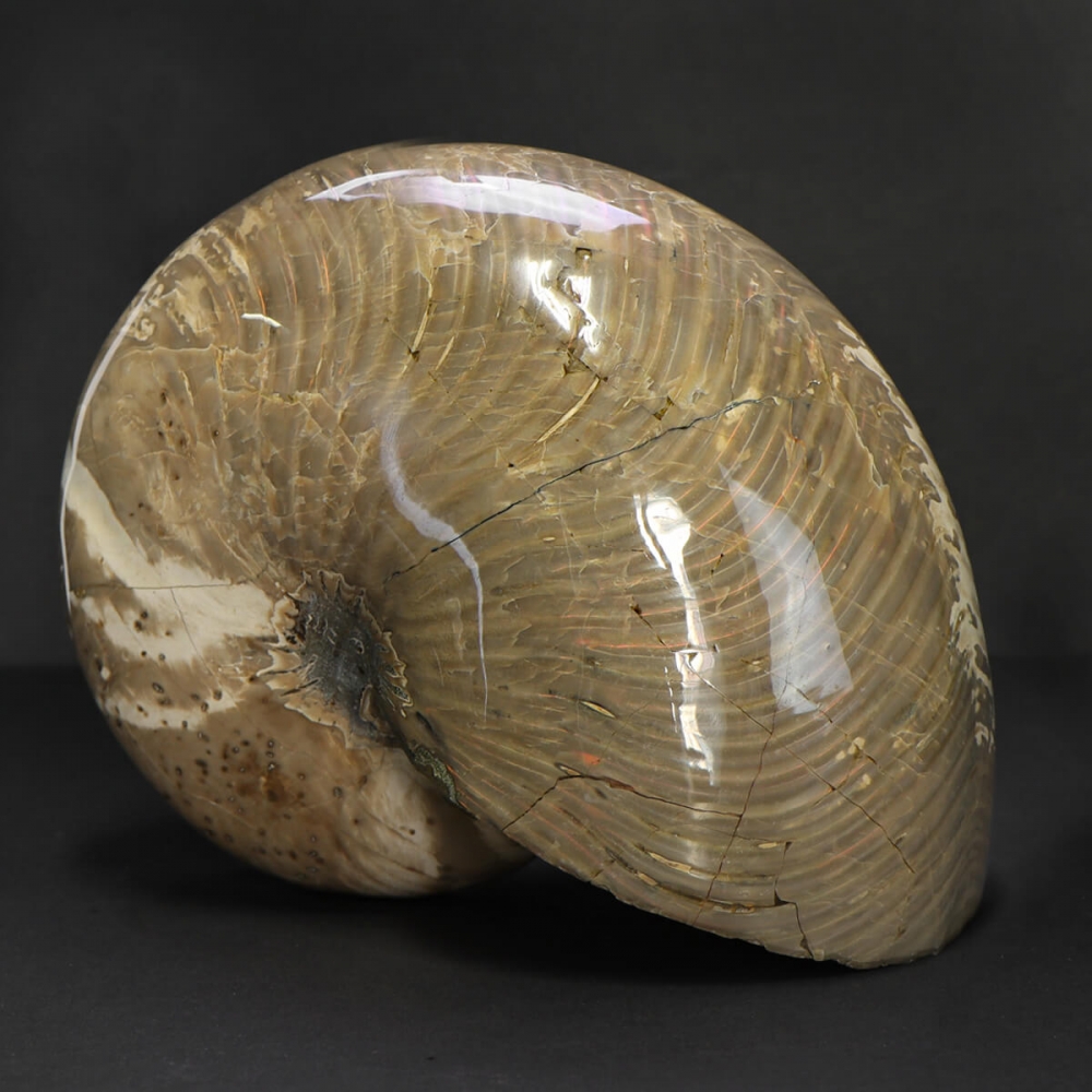 Fossiles Nautiloid