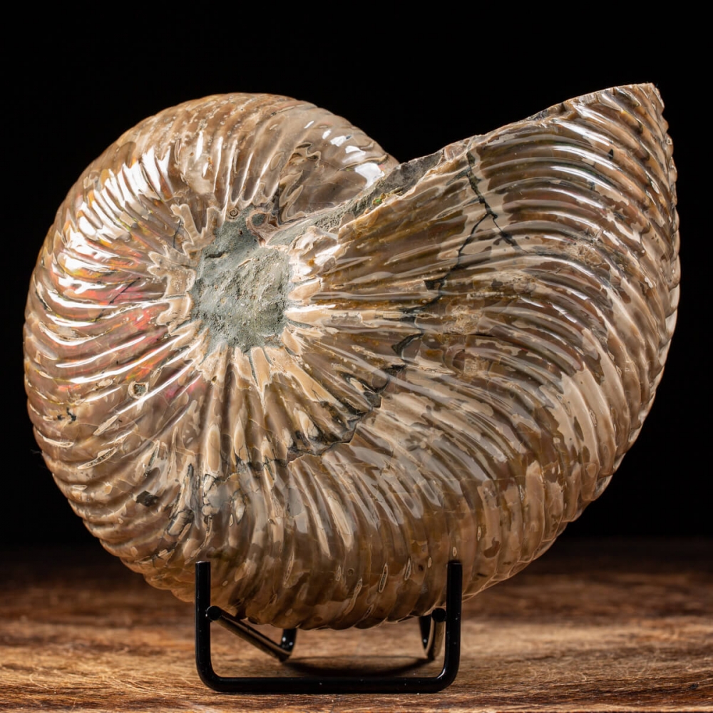 Nautiloide Fossile - Madagascar