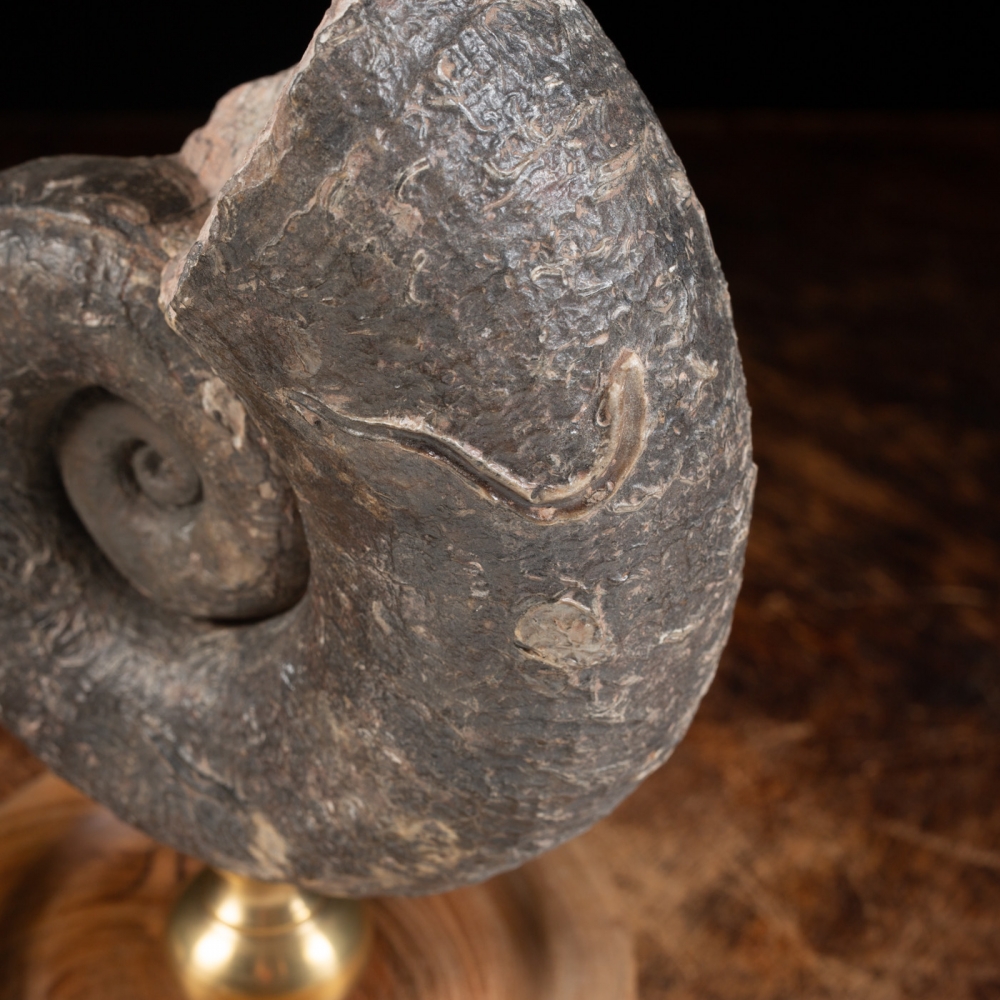 Fossiles Nautiloid