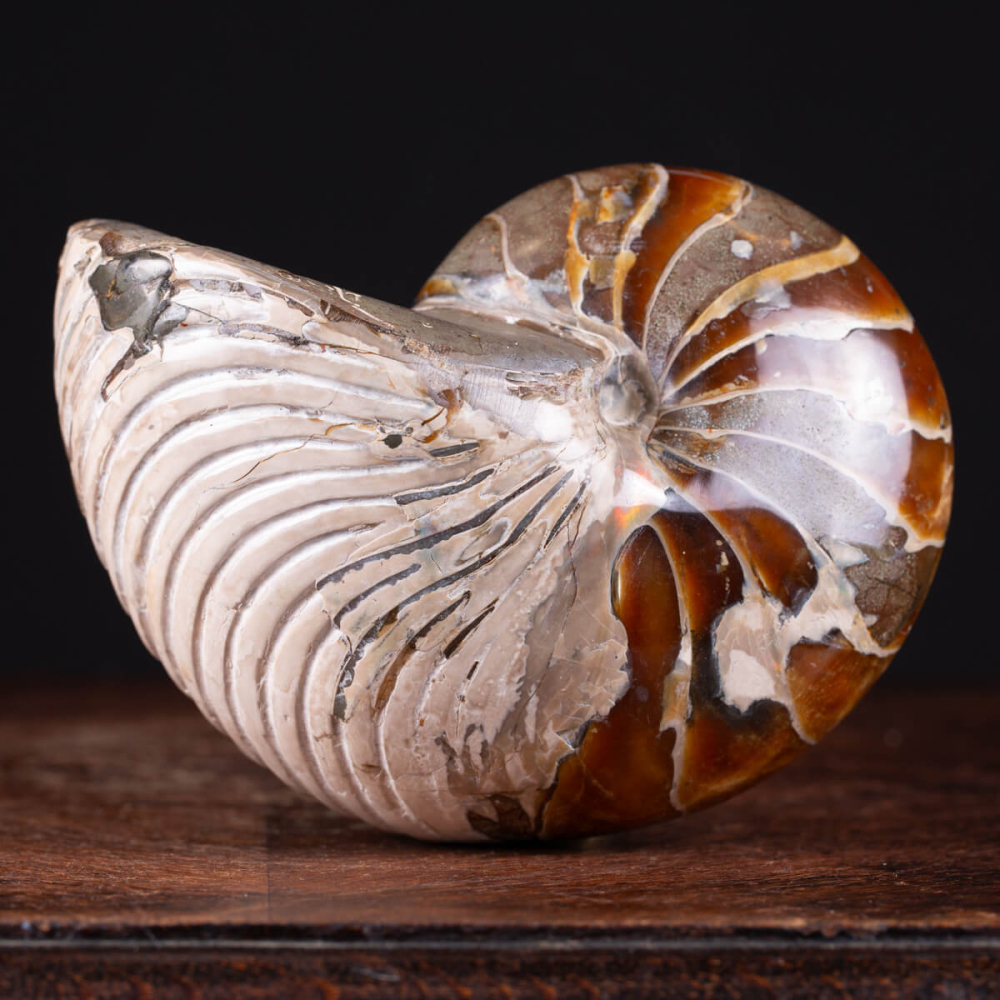Nautilus Fosil - Especie Cymatoceras. - NCP-20