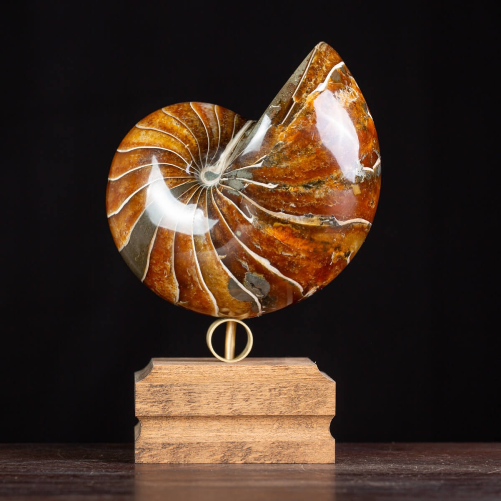 Fossil Nautilus: Ancient Elegance.