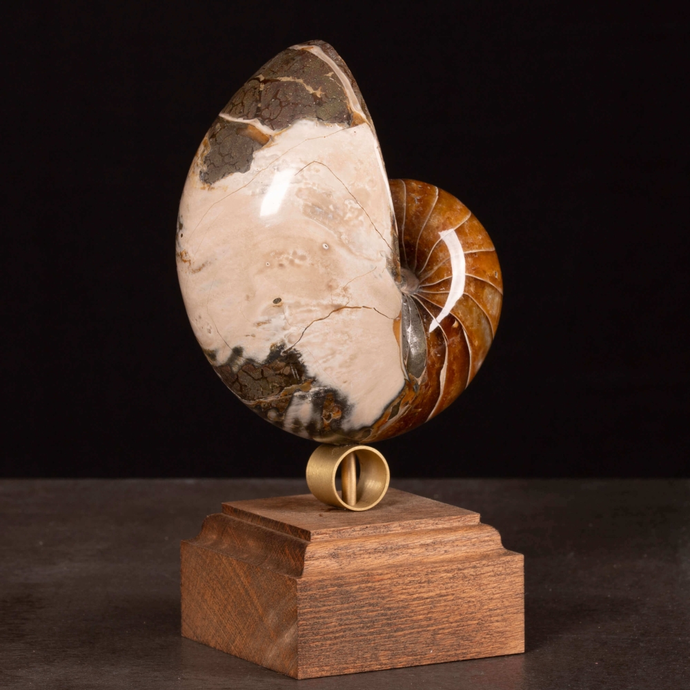 Fossil Nautilus – Natural Art. - NCP-25