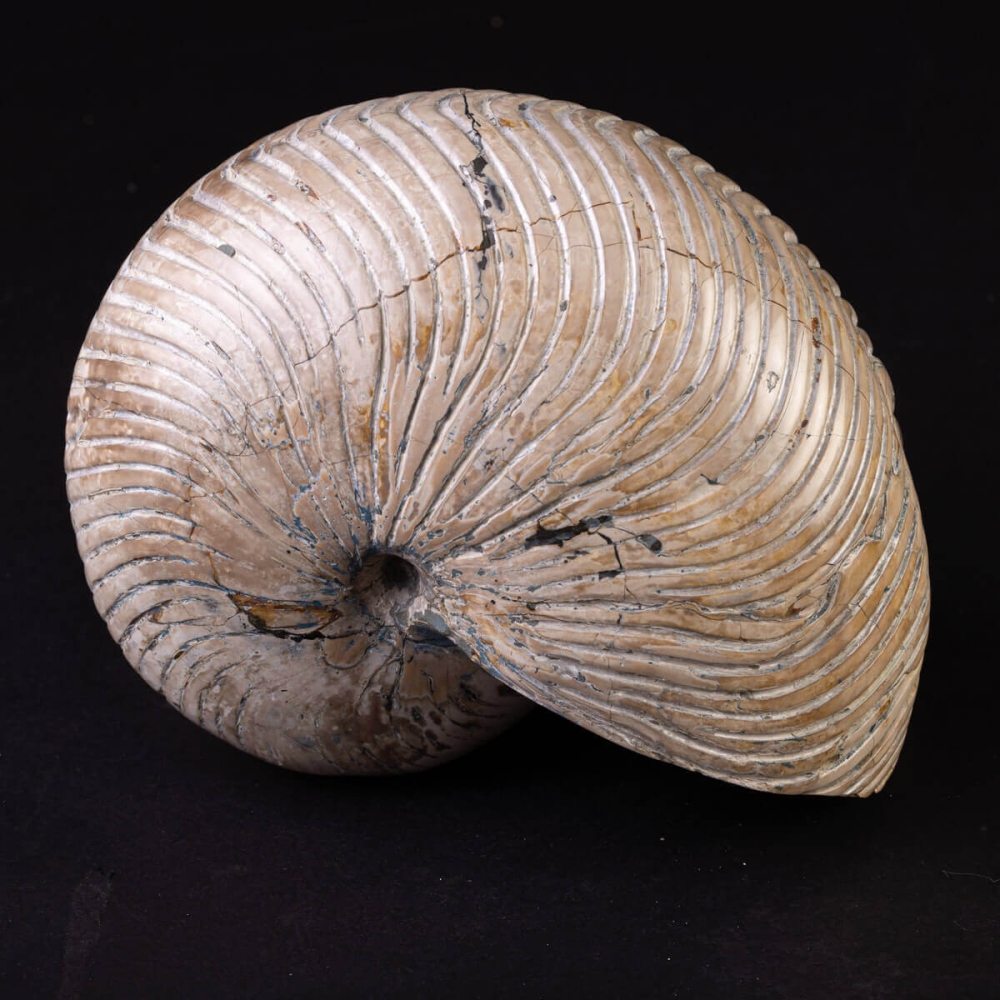 Ribbed Nautilus Fossil – Madagascar - NCP-26
