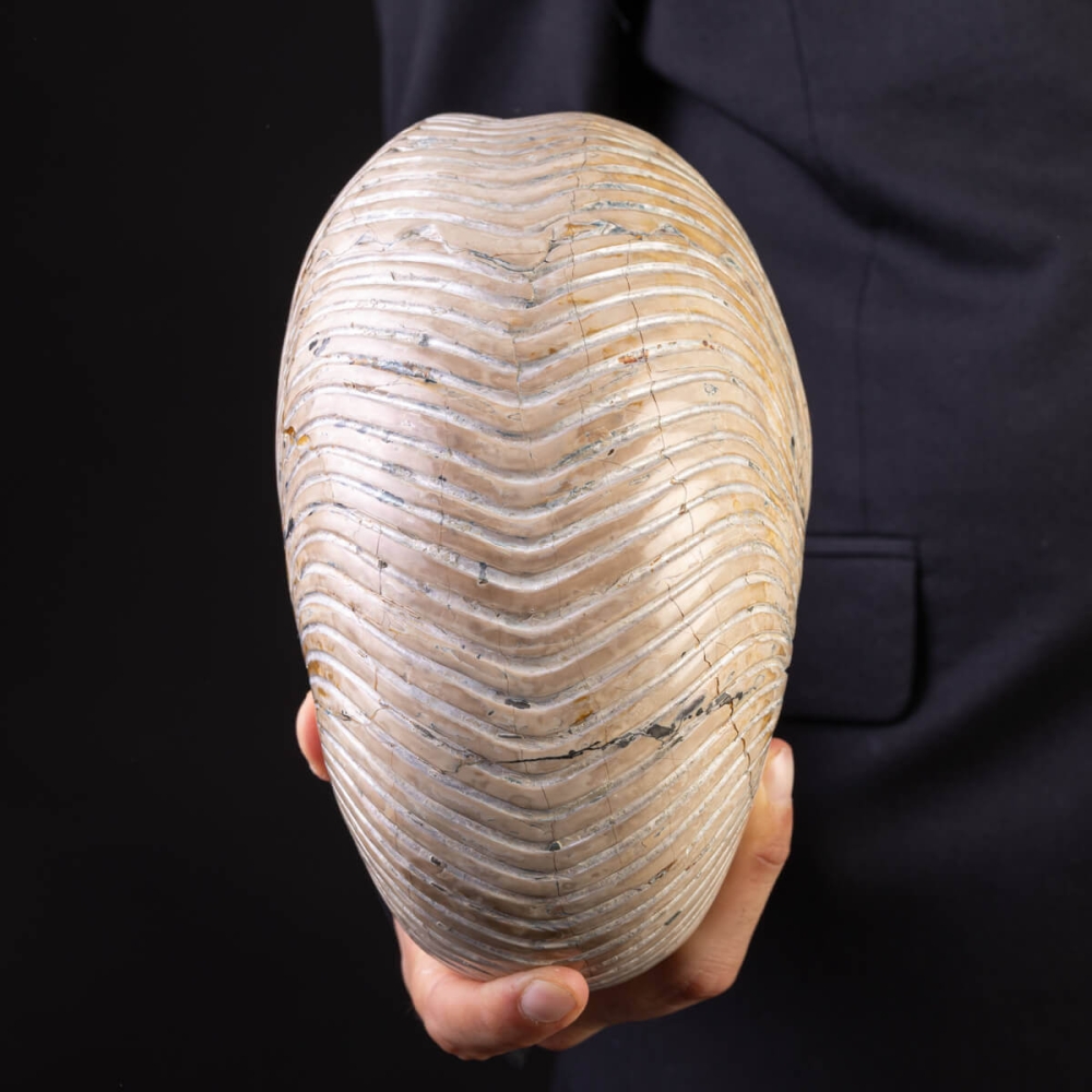 Ribbed Nautilus Fossil – Madagascar - NCP-26