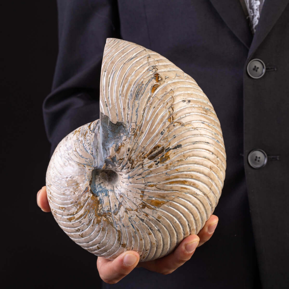 Ribbed Nautilus Fossil – Madagascar - NCP-26