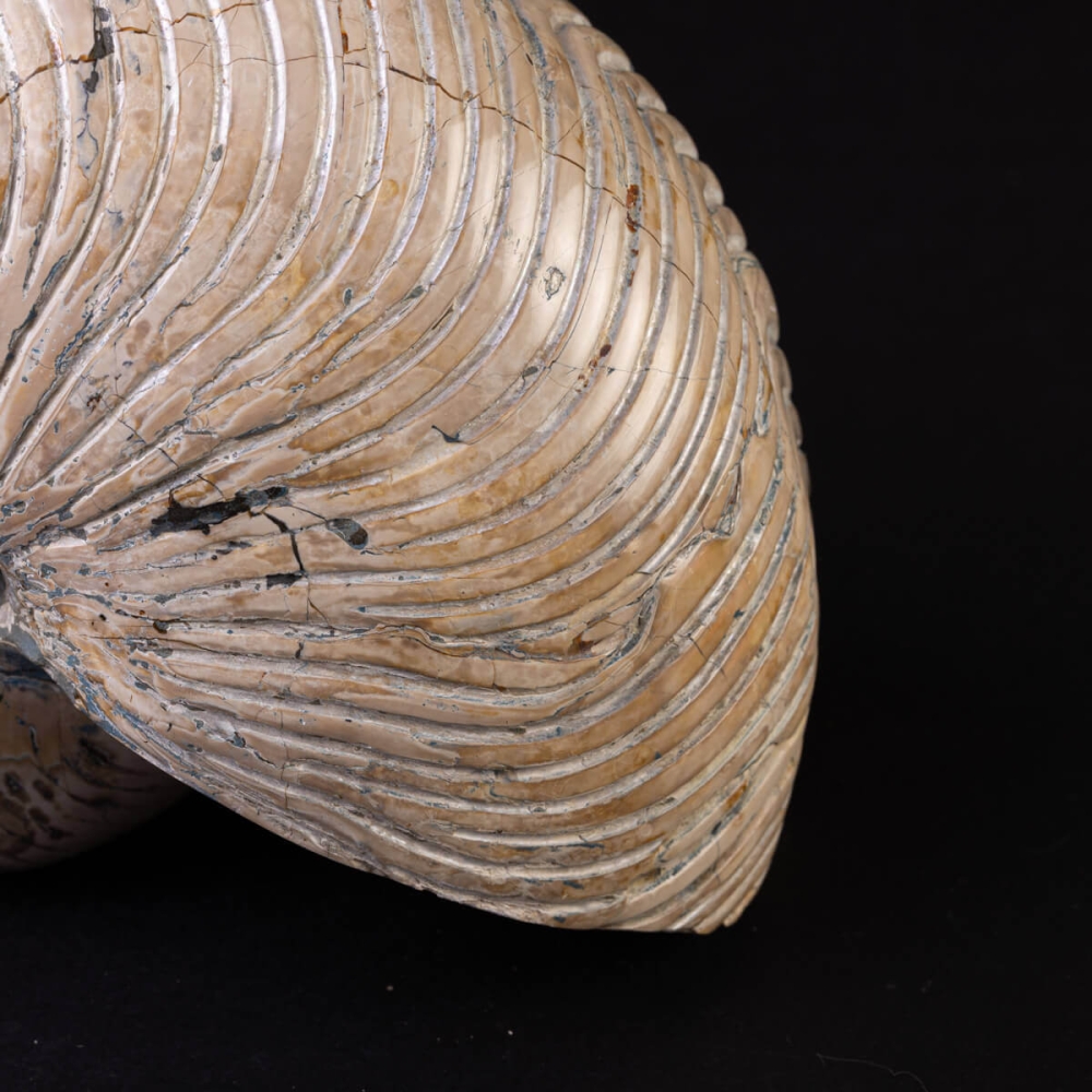 Ribbed Nautilus Fossil – Madagascar - NCP-26