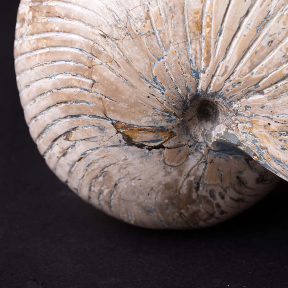 Ribbed Nautilus Fossil – Madagascar - NCP-26